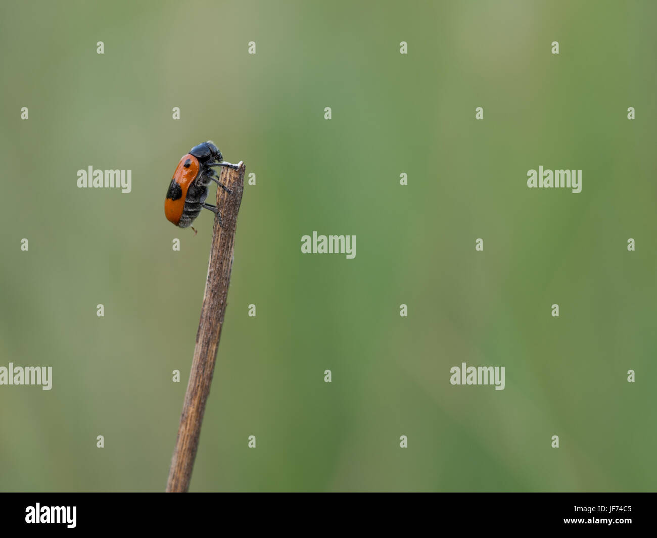 Short-horned leaf beetle, Clytra laeviuscula Stock Photo - Alamy