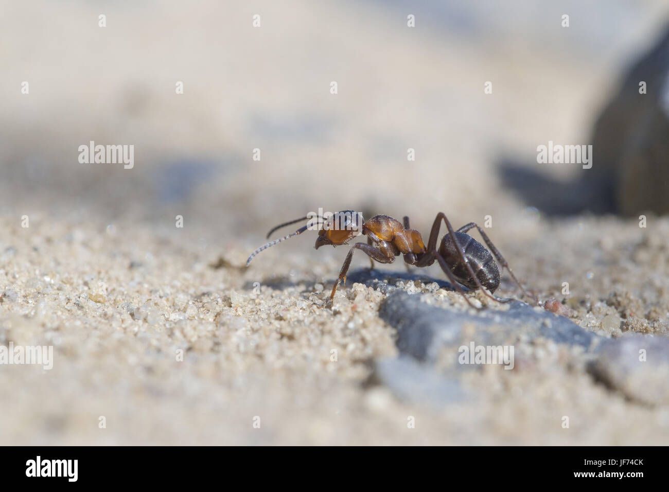 Formica hi-res stock photography and images - Alamy