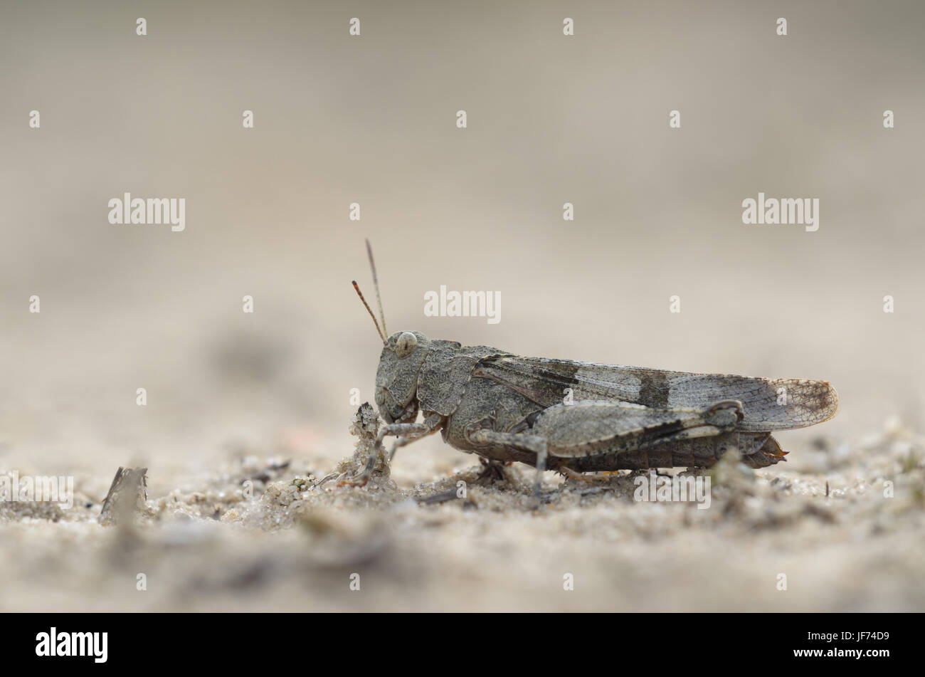 Blue-winged grasshopper, Oedipoda caerulescens Stock Photo - Alamy