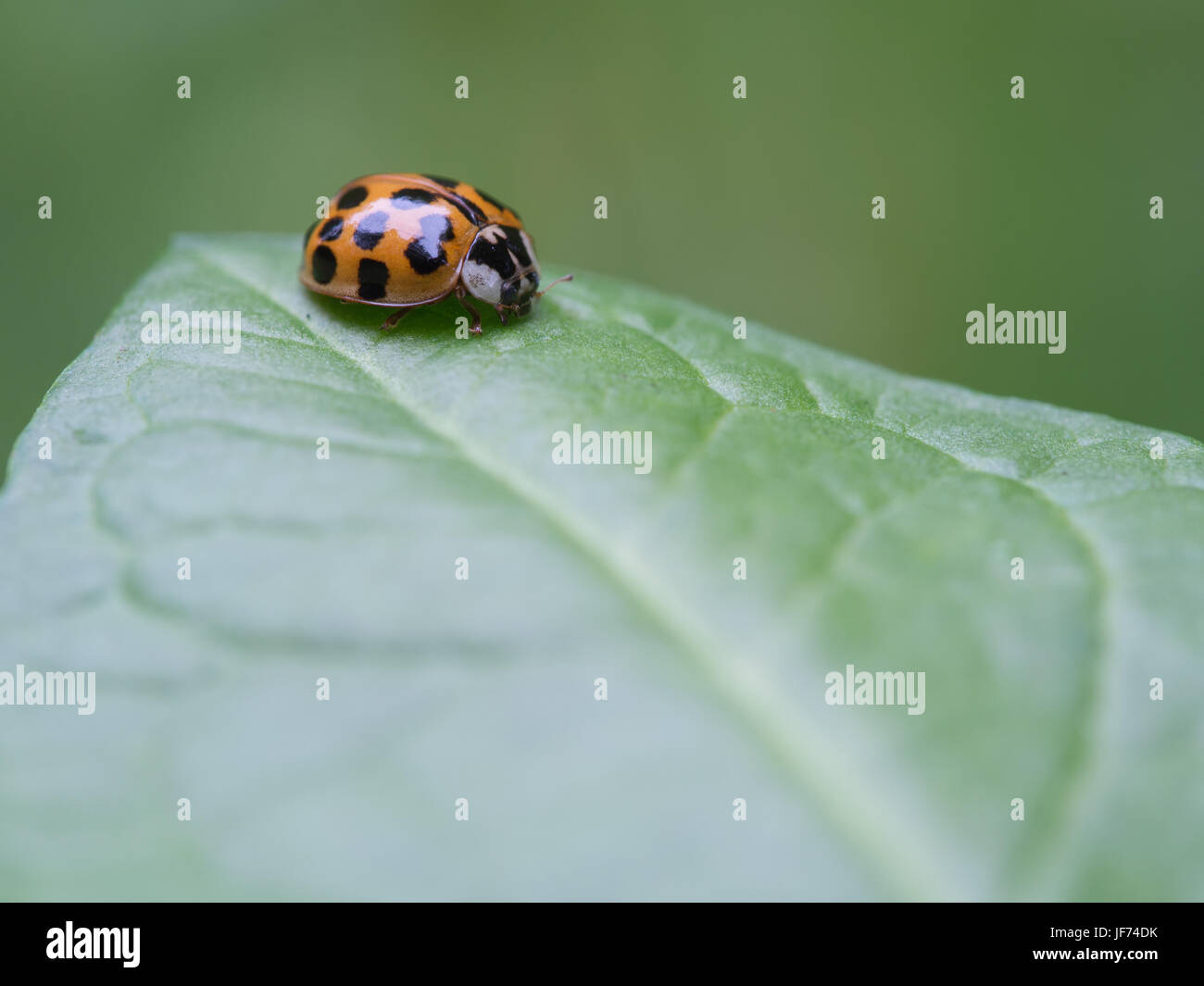 Ten-spotted ladybird, Adalia decempunctata Stock Photo - Alamy