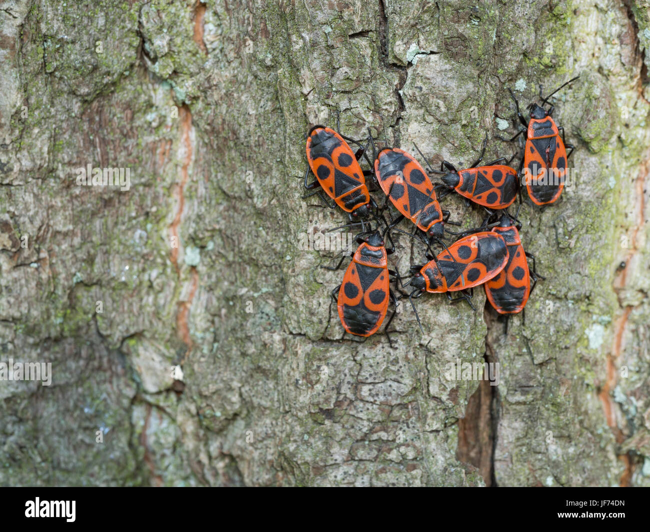 Firebug, Pyrrhocoris apterus Stock Photo - Alamy