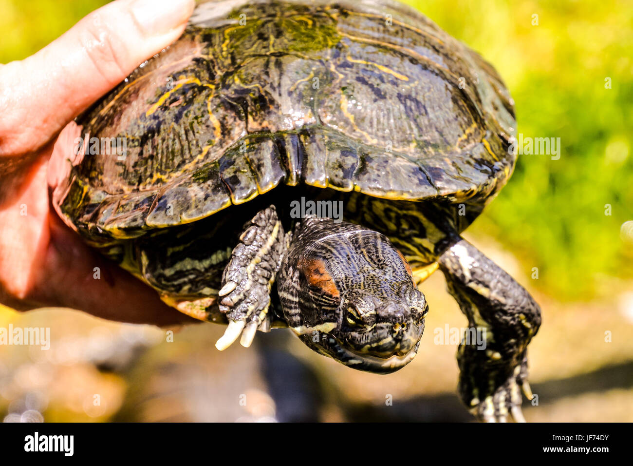 Common slider turtle hi-res stock photography and images - Alamy