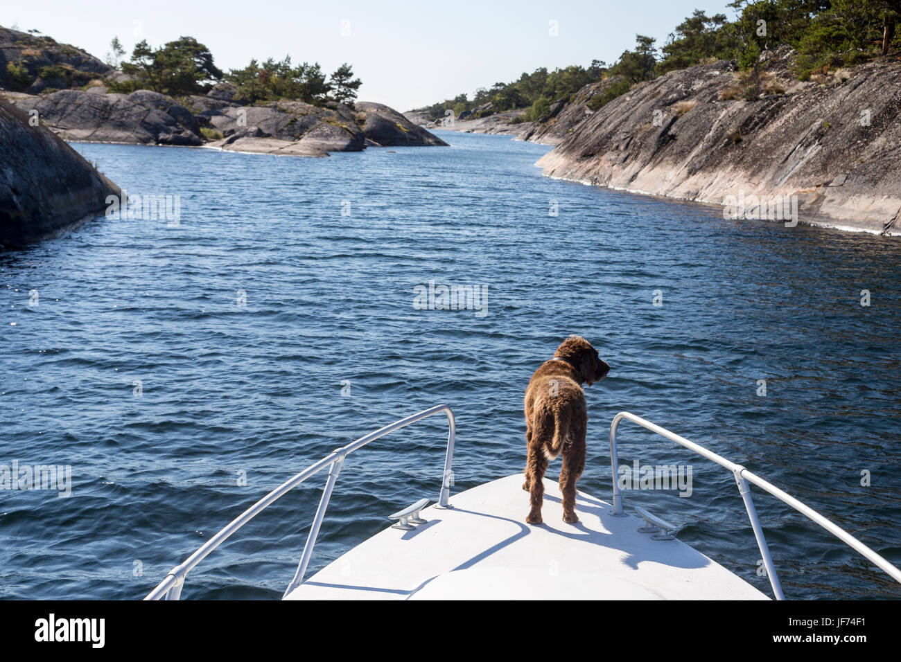 Dog on ships bow Stock Photo - Alamy