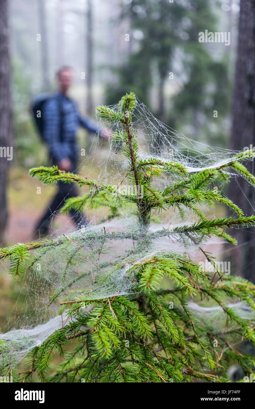 Spiderweb on tree with person hiking in background Stock Photo - Alamy