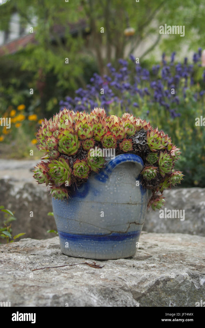 Houseleek flower hi-res stock photography and images - Alamy