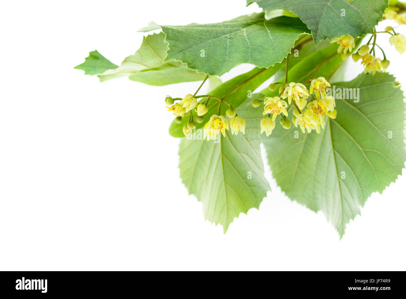 Native european tree hi-res stock photography and images - Alamy