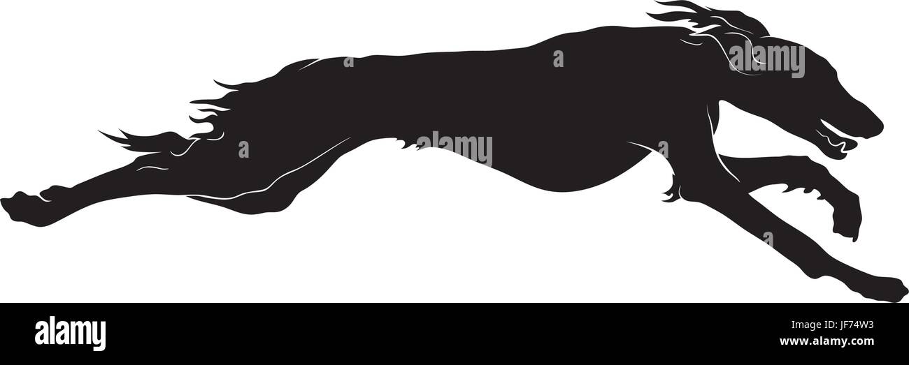 Silhouette of Saluki sighthound running Stock Vector Image & Art - Alamy