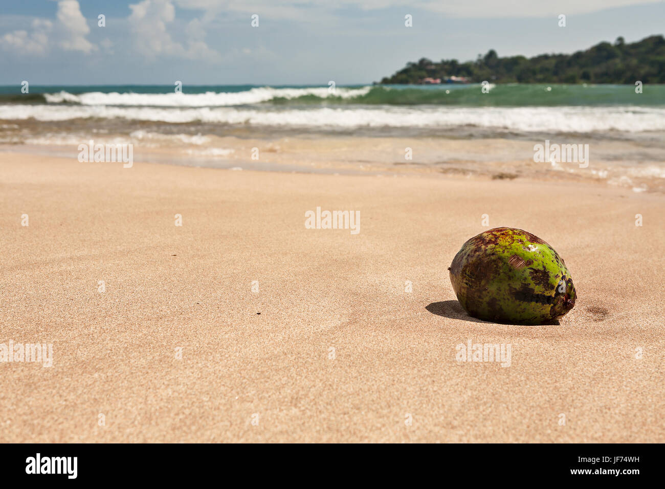 Lone coconut on the beach Stock Photo - Alamy