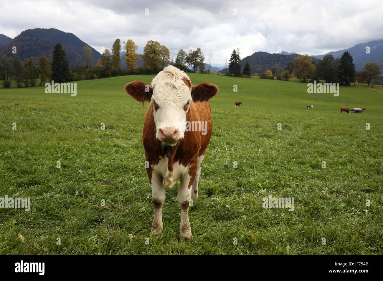 a young cow on field Stock Photo - Alamy