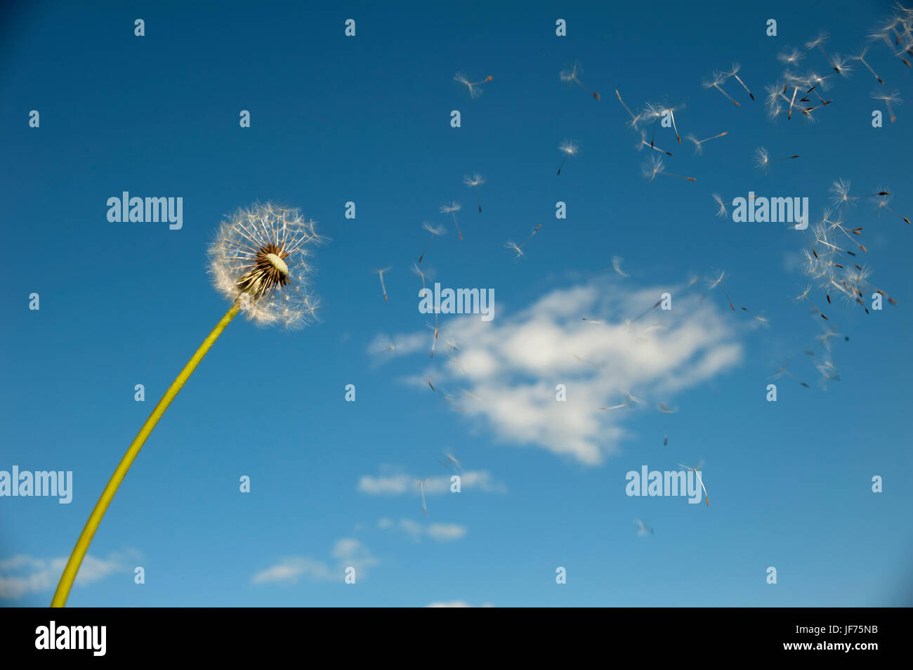Dandelion seeds blowing in wind Stock Photo - Alamy