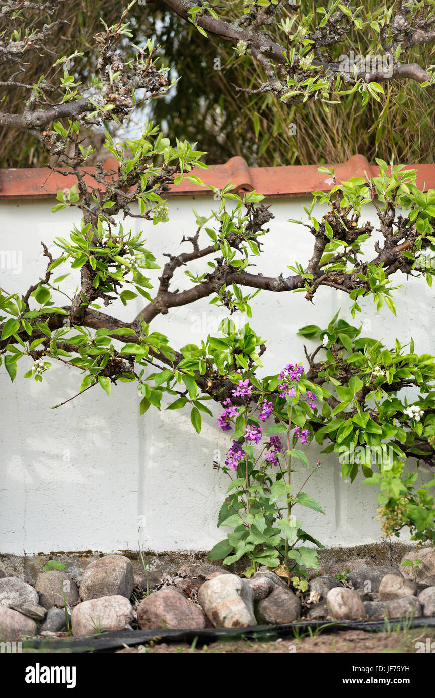 Tree branch in front of wall Stock Photo - Alamy