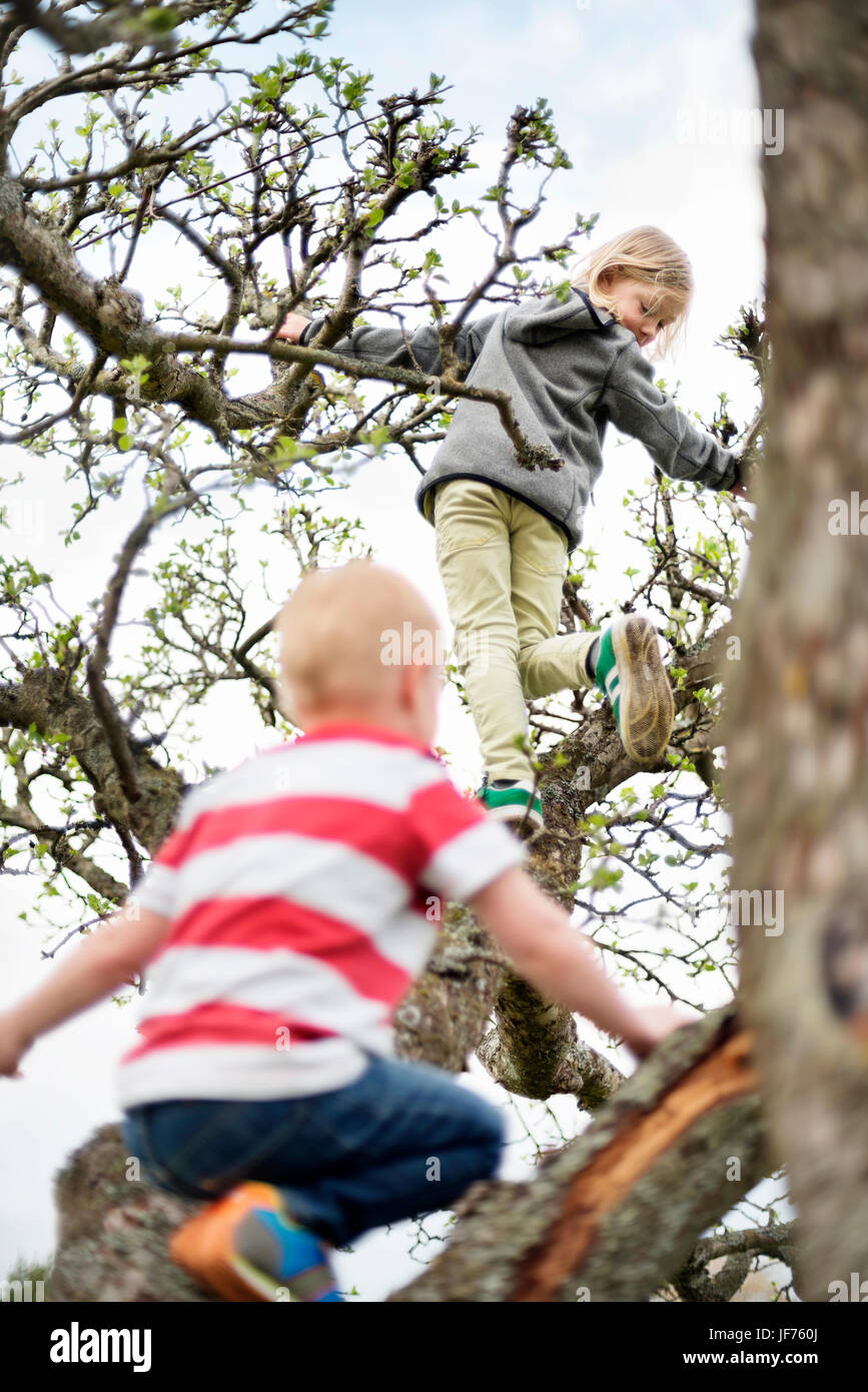 Children climbing tree Stock Photo - Alamy