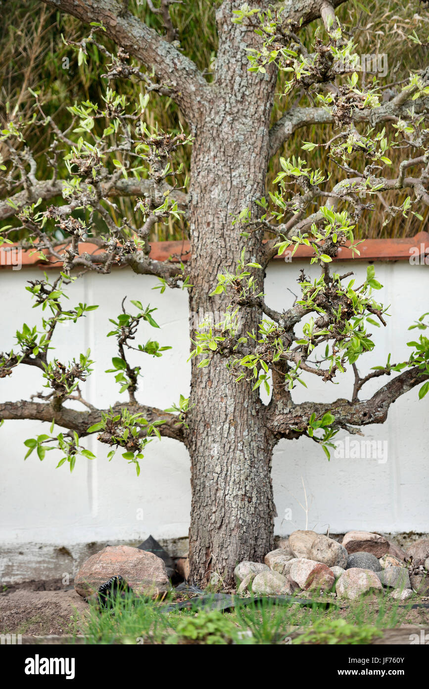 Tree in front of wall Stock Photo - Alamy