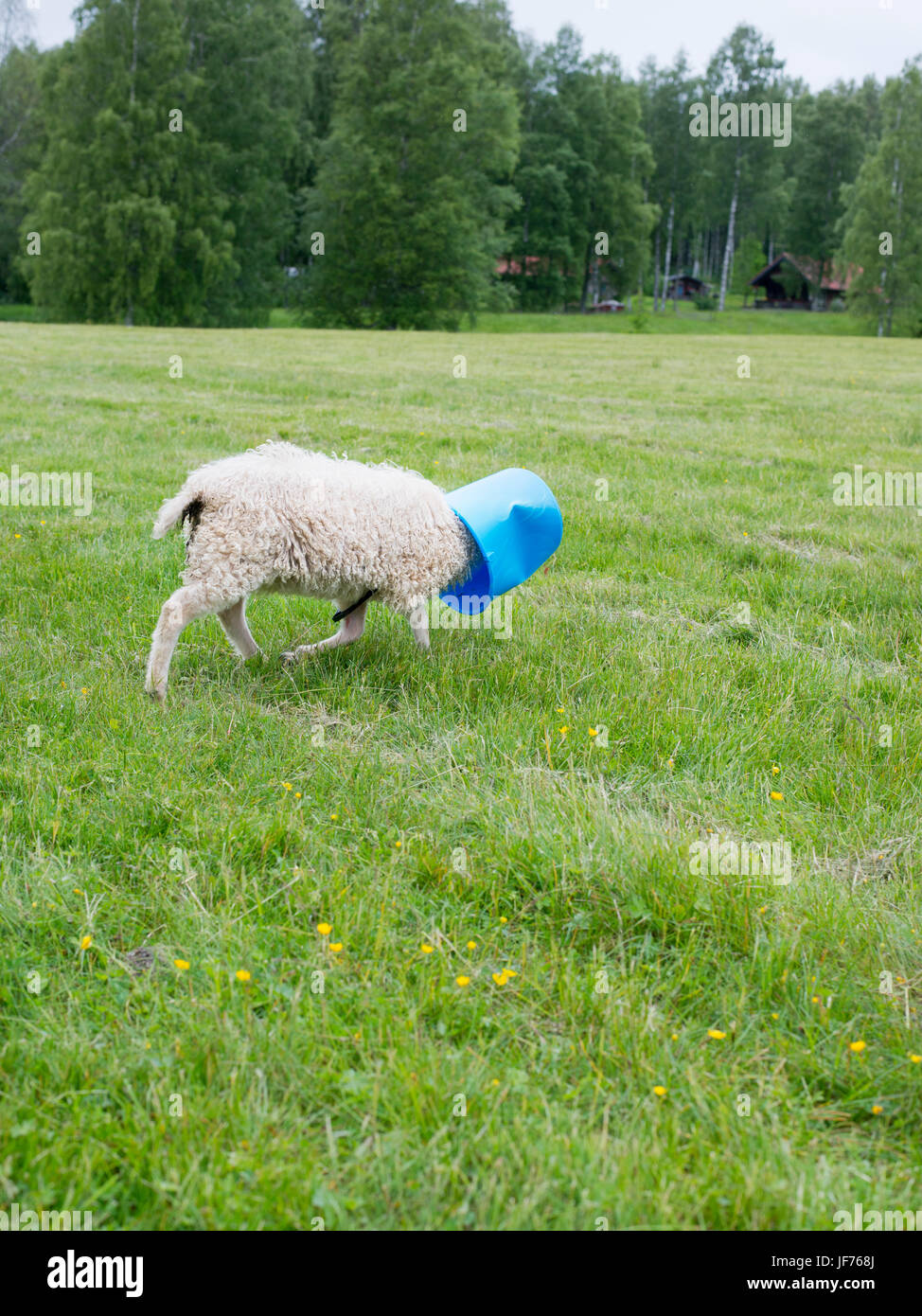 Bucket on head hi-res stock photography and images - Alamy