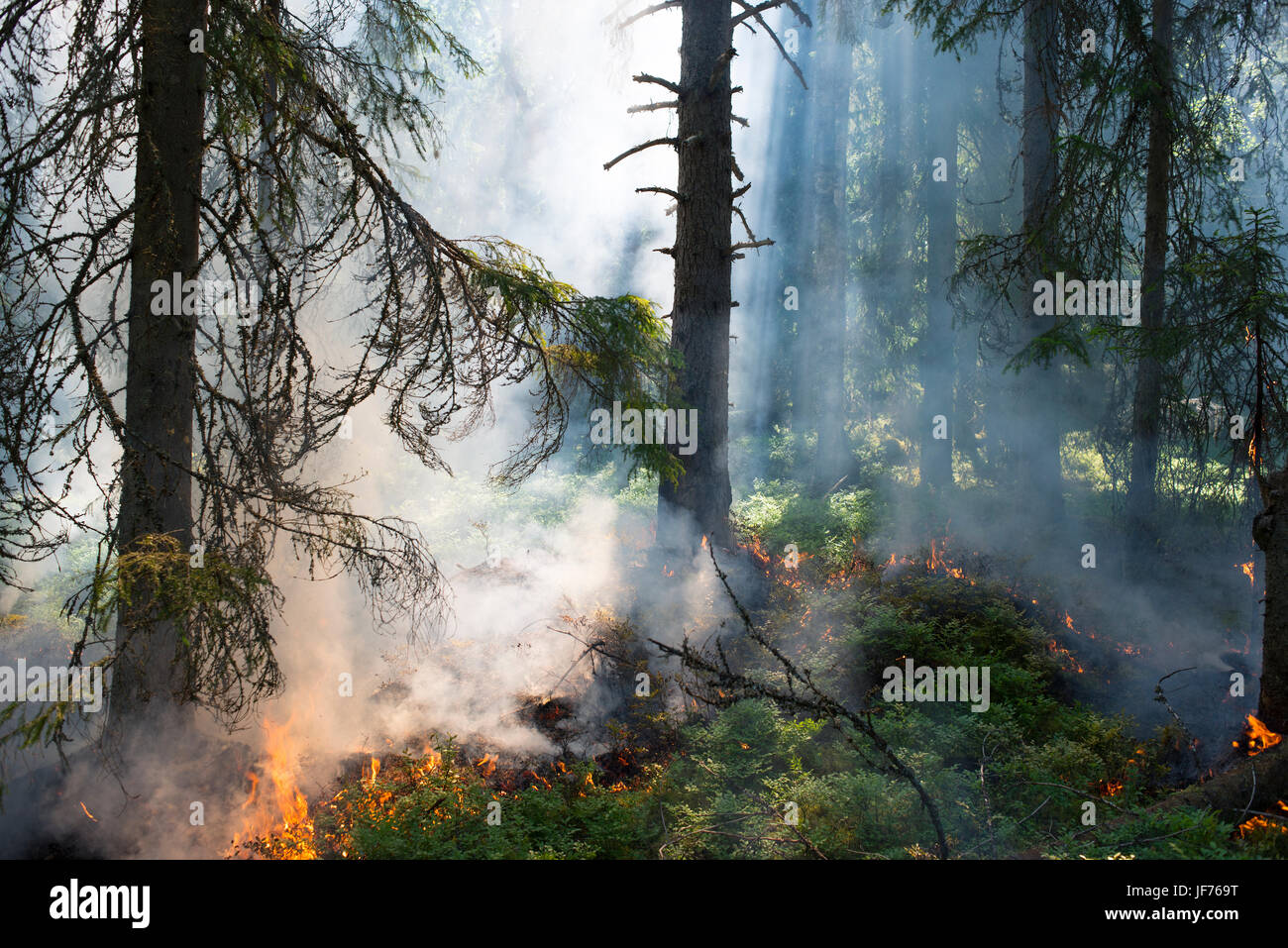 Burning forest with smoke Stock Photo - Alamy
