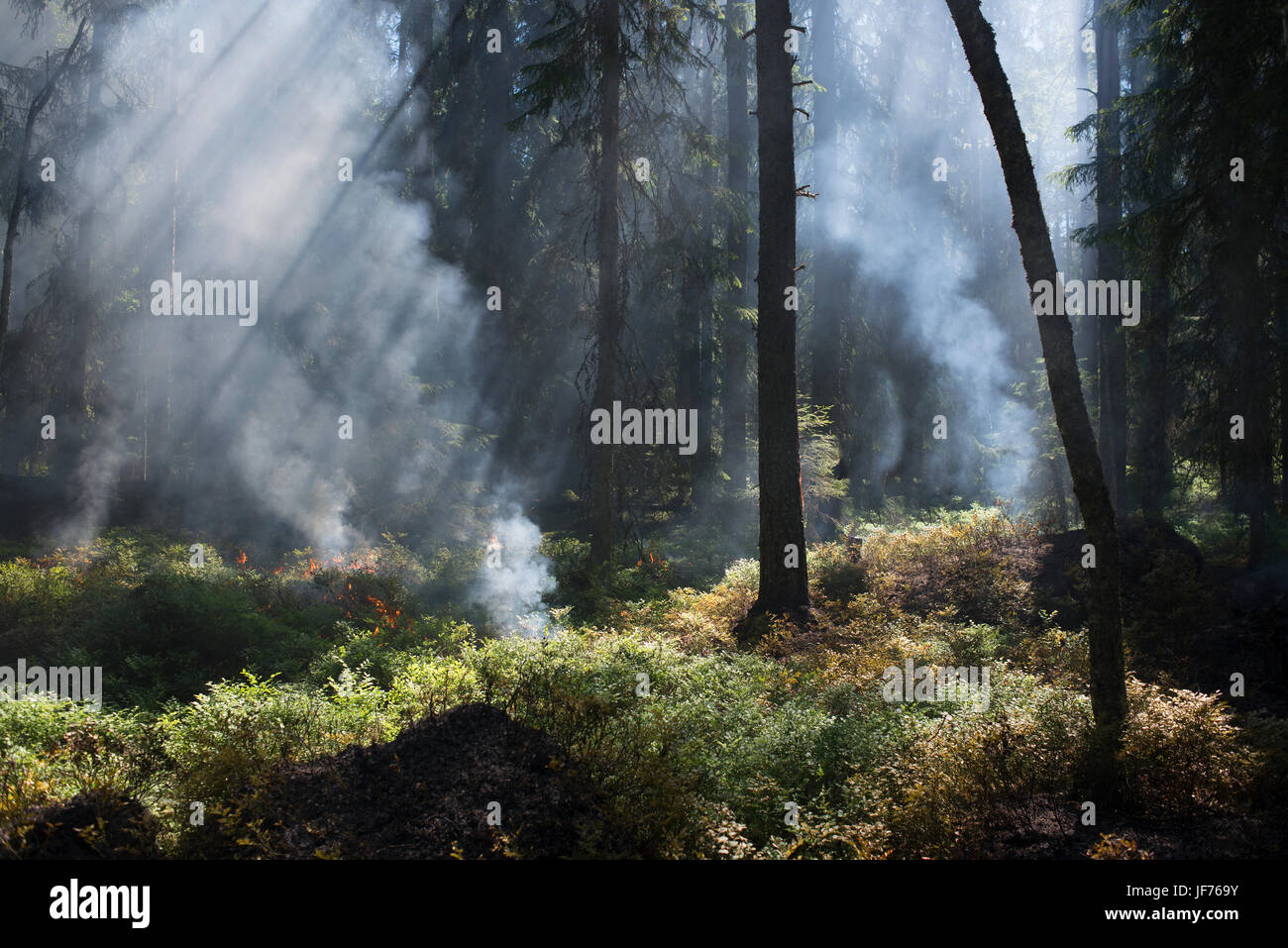 Burning forest in sunlight Stock Photo - Alamy