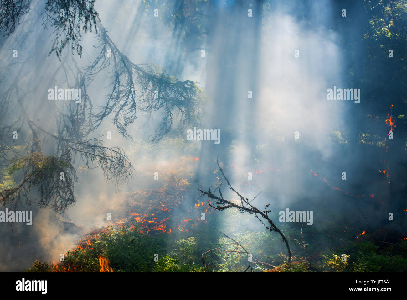 Burning forest in sunlight Stock Photo - Alamy