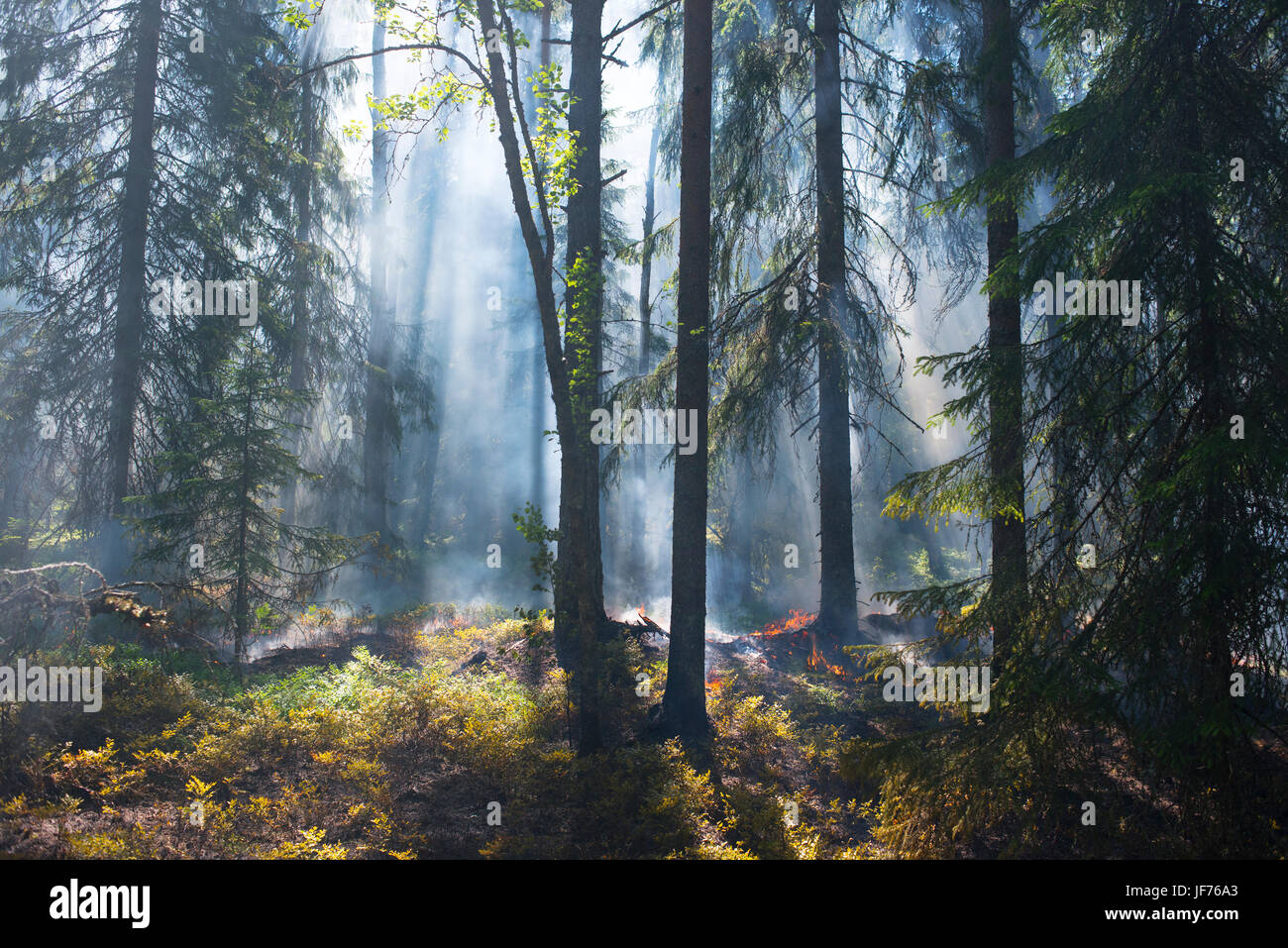 Fog and sunlight in forest Stock Photo - Alamy