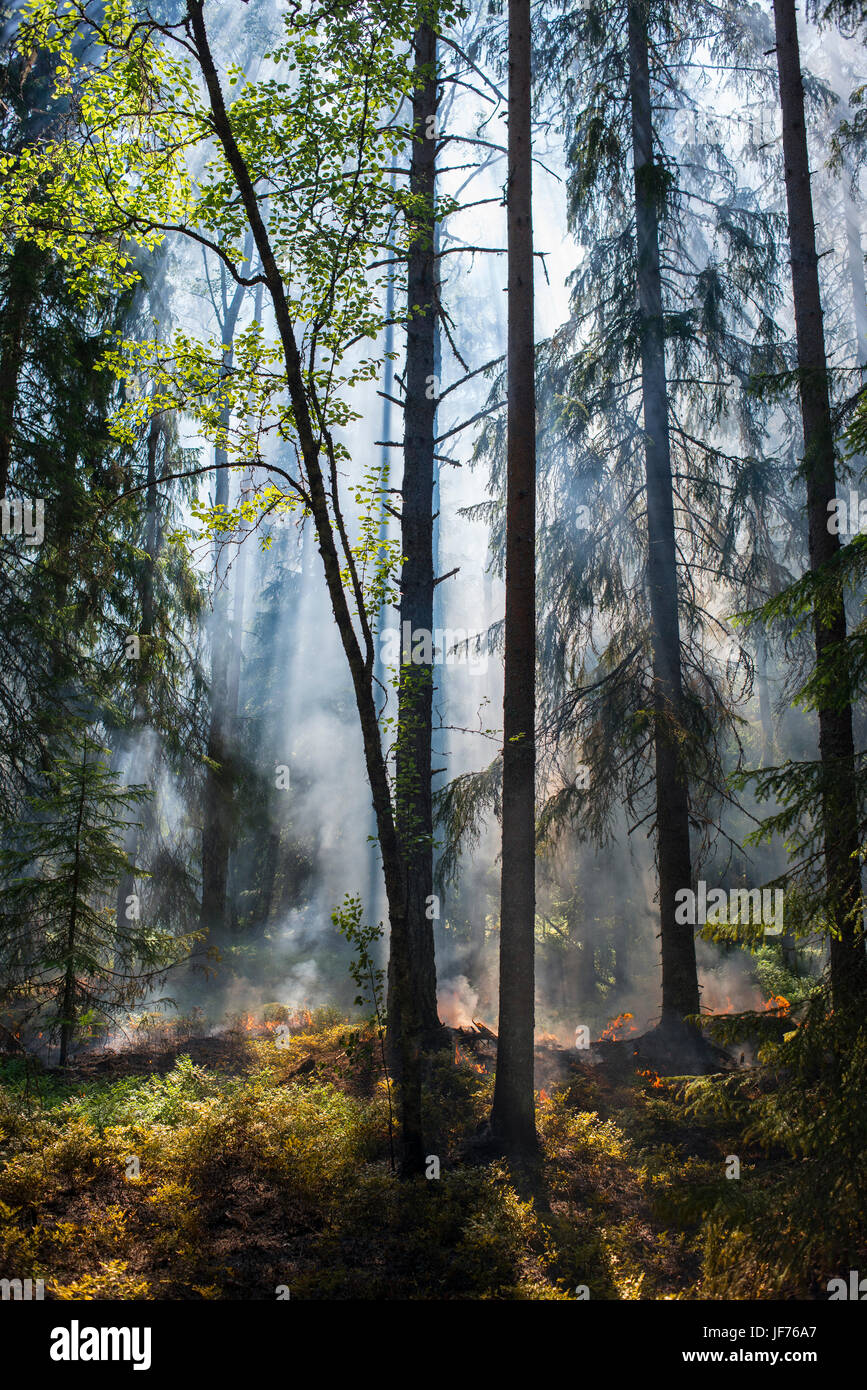Fog and sunlight in forest Stock Photo - Alamy