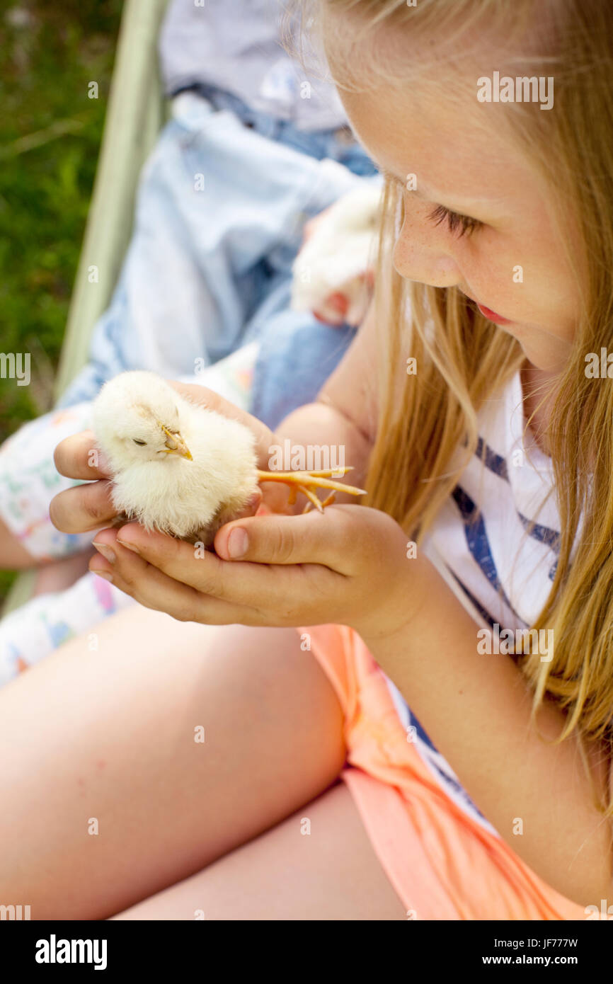 Girl holding young chicken Stock Photo - Alamy