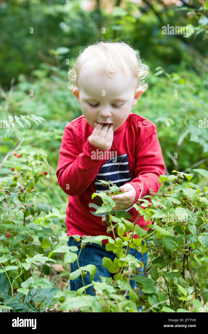 Boy picking raspberrys Stock Photo - Alamy