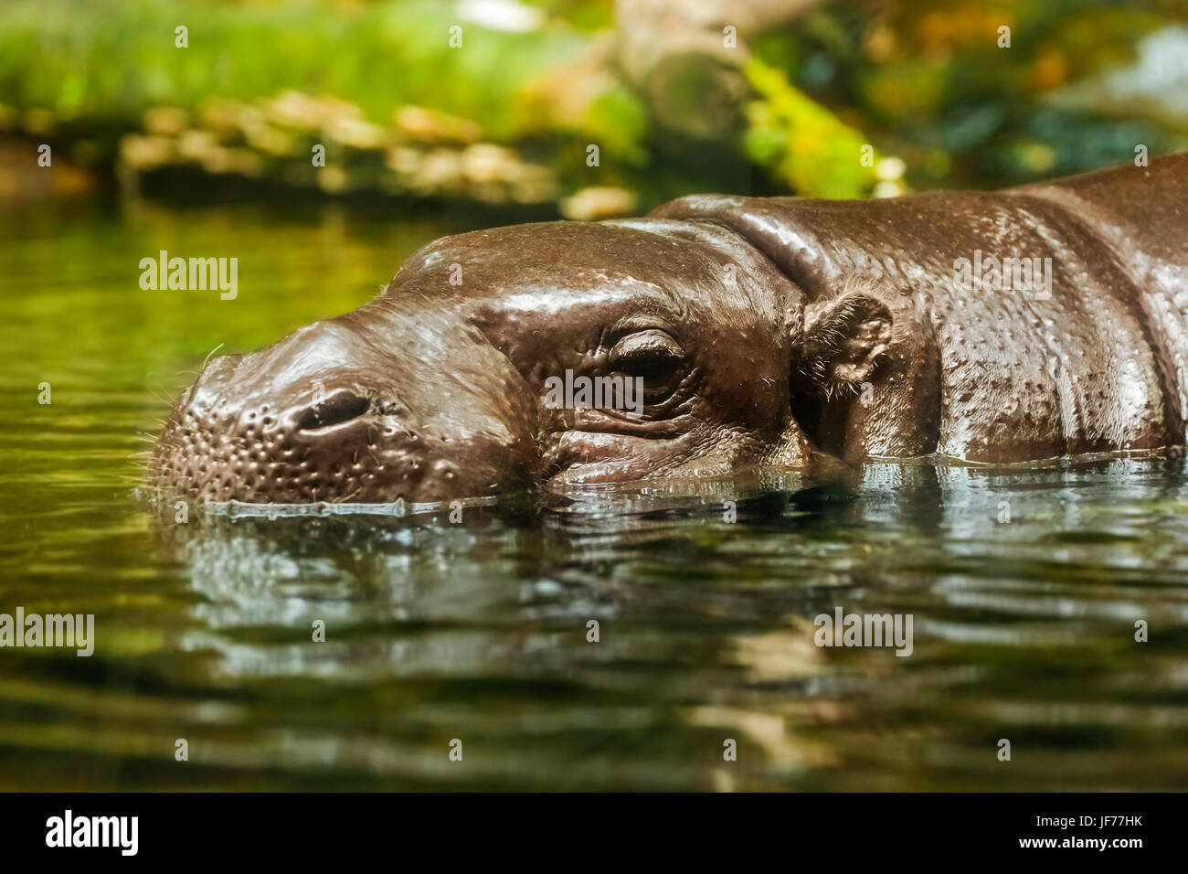 Hippo in water Stock Photo - Alamy