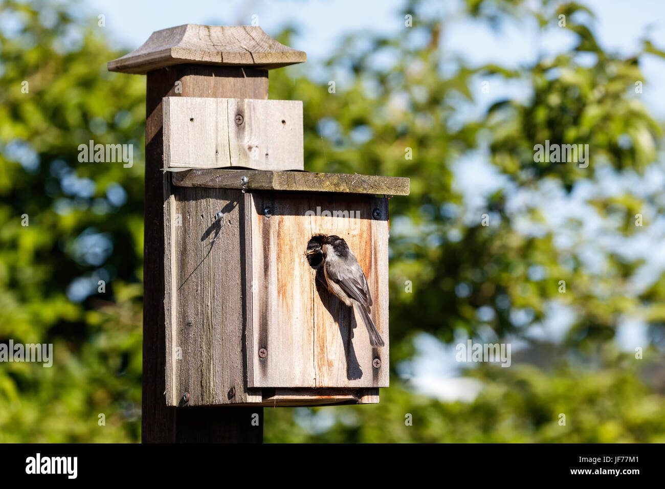 Black capped chickadee fledgling hi-res stock photography and images ...