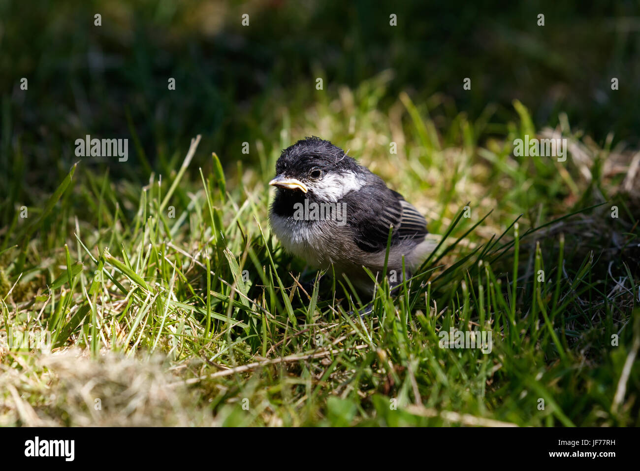 Black capped chickadee young hi-res stock photography and images - Alamy