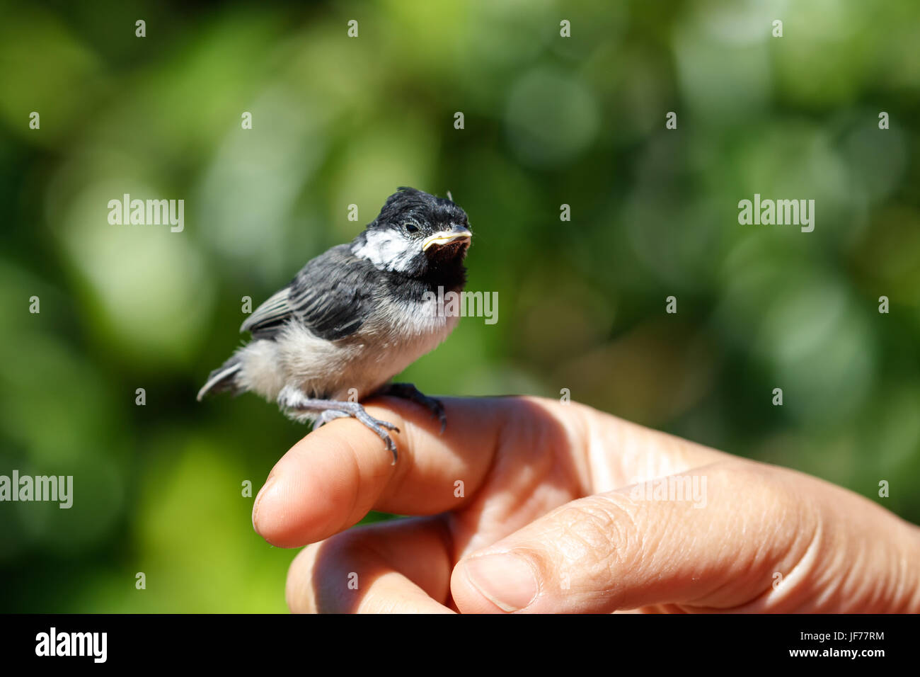 Black capped Chickadee, young bird, Vancouver BC Canada Stock Photo - Alamy