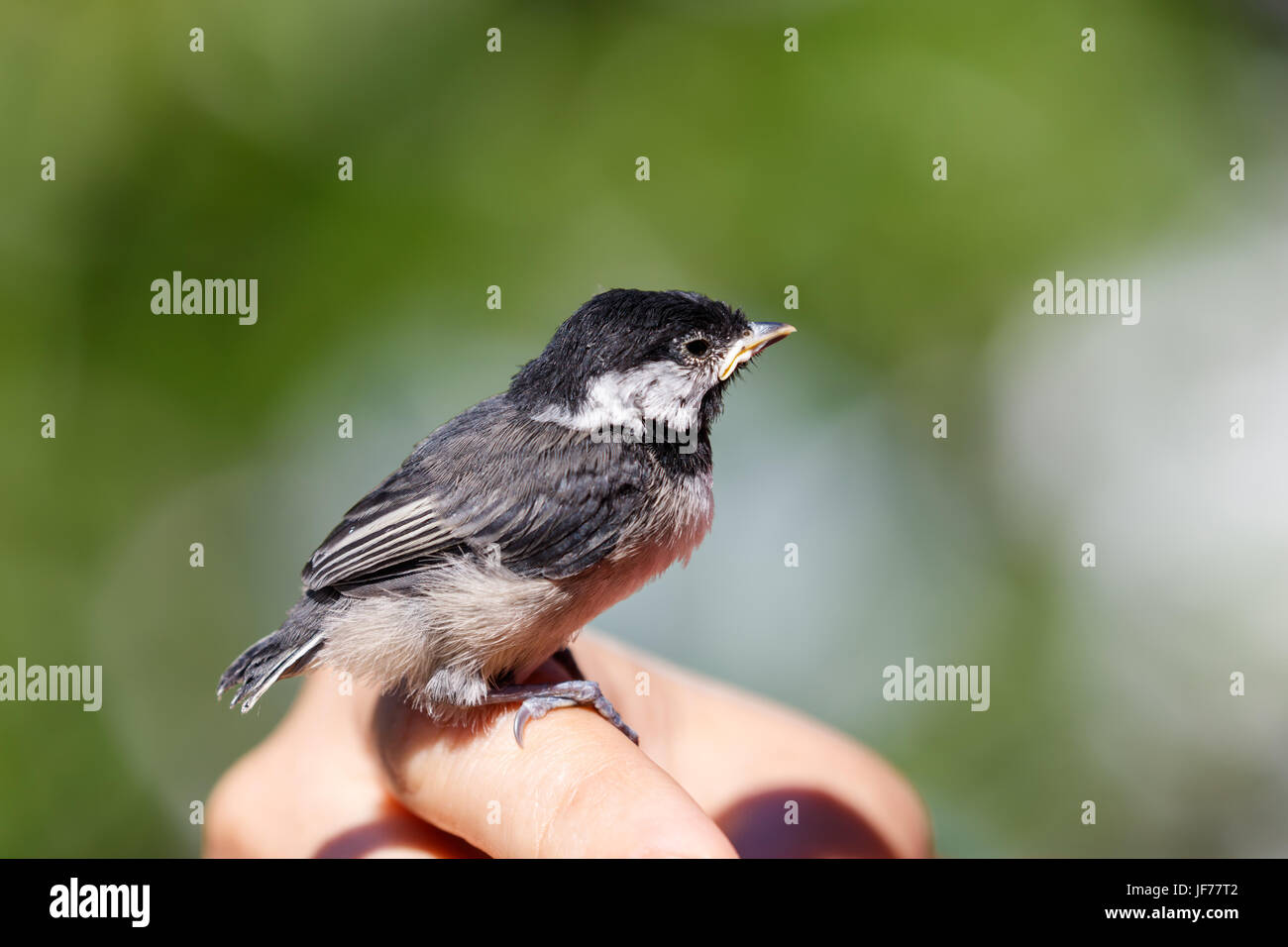 Black capped Chickadee, young bird, Vancouver BC Canada Stock Photo - Alamy