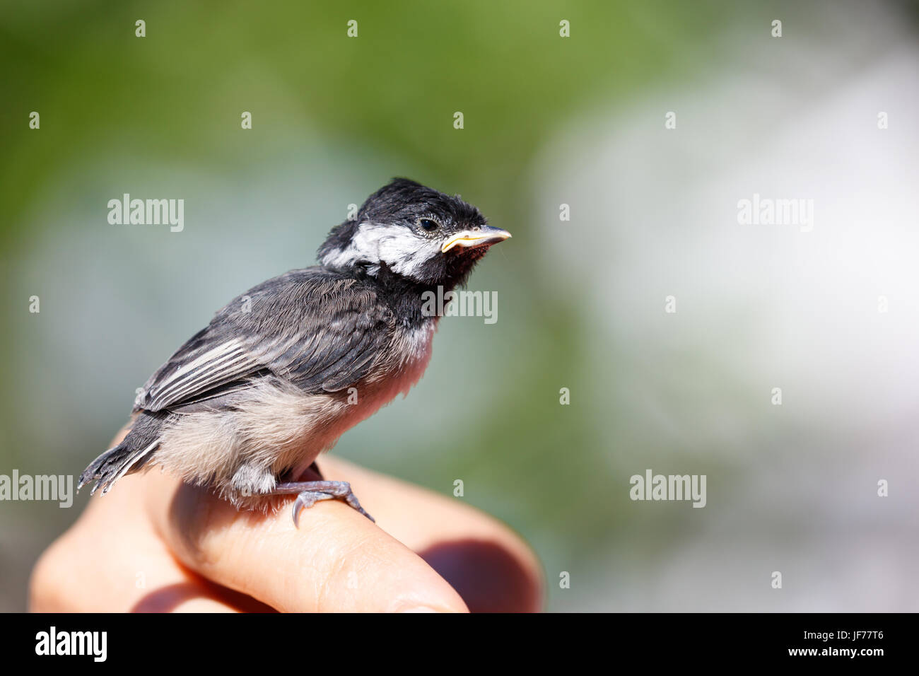 Chickadee Baby