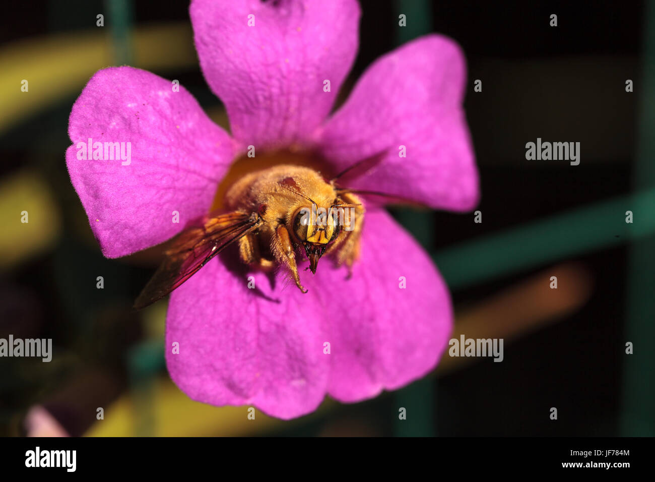 Gold bee hi-res stock photography and images - Alamy