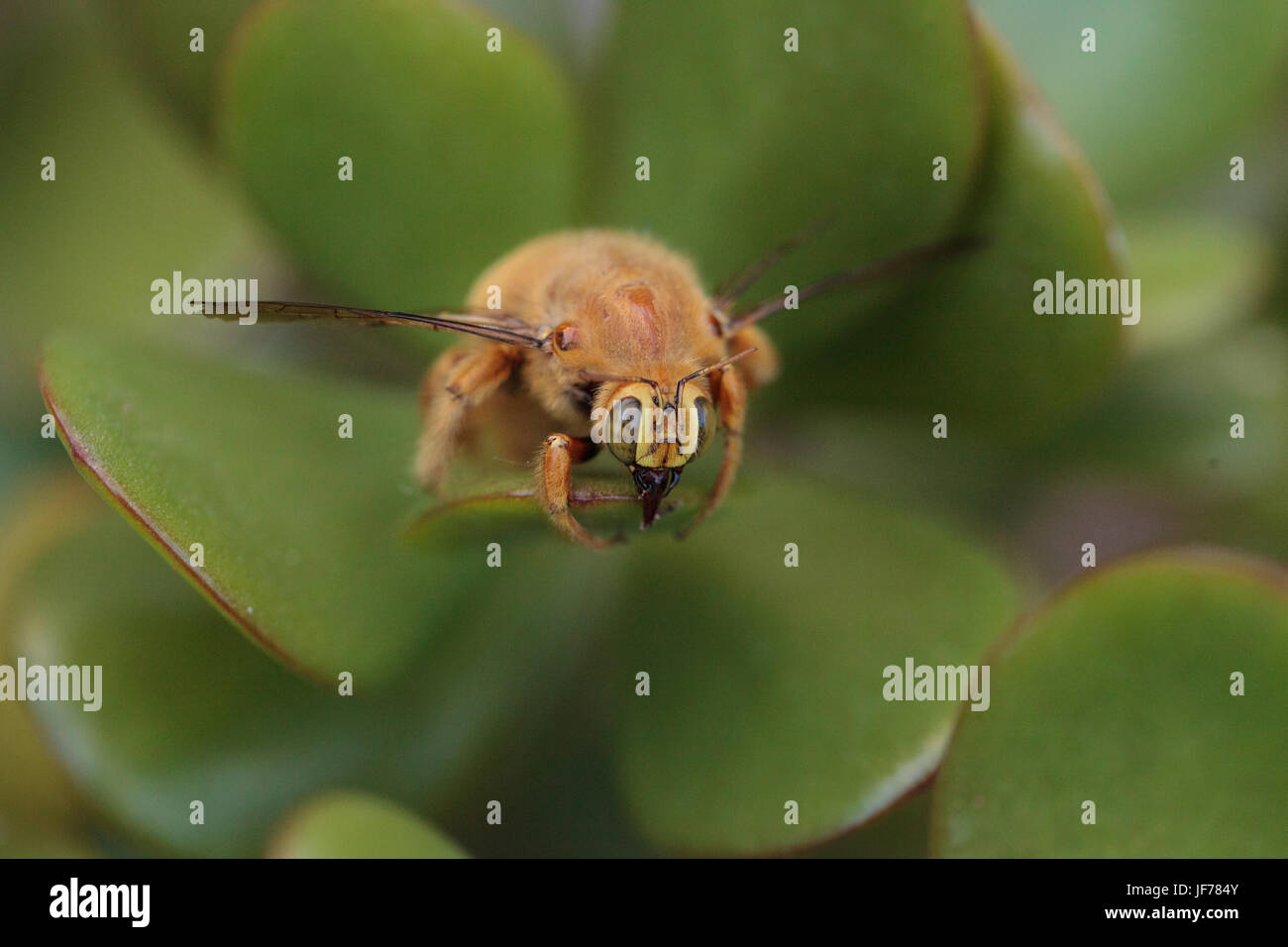 Gold bee hi-res stock photography and images - Alamy