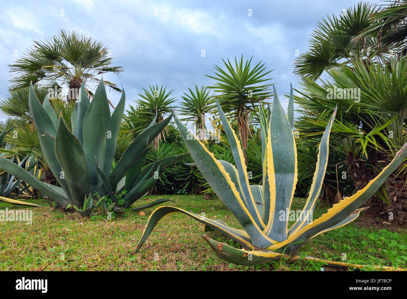 Agave plants palm trees hi-res stock photography and images - Alamy