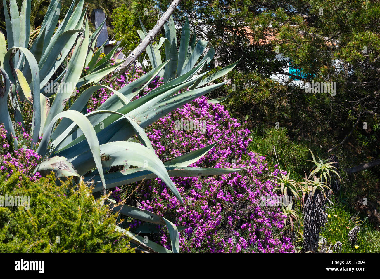Agave plant and purple flowers Stock Photo - Alamy