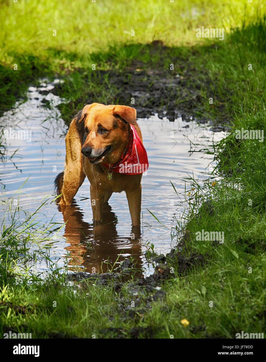 Hundetuch hi-res stock photography and images - Alamy
