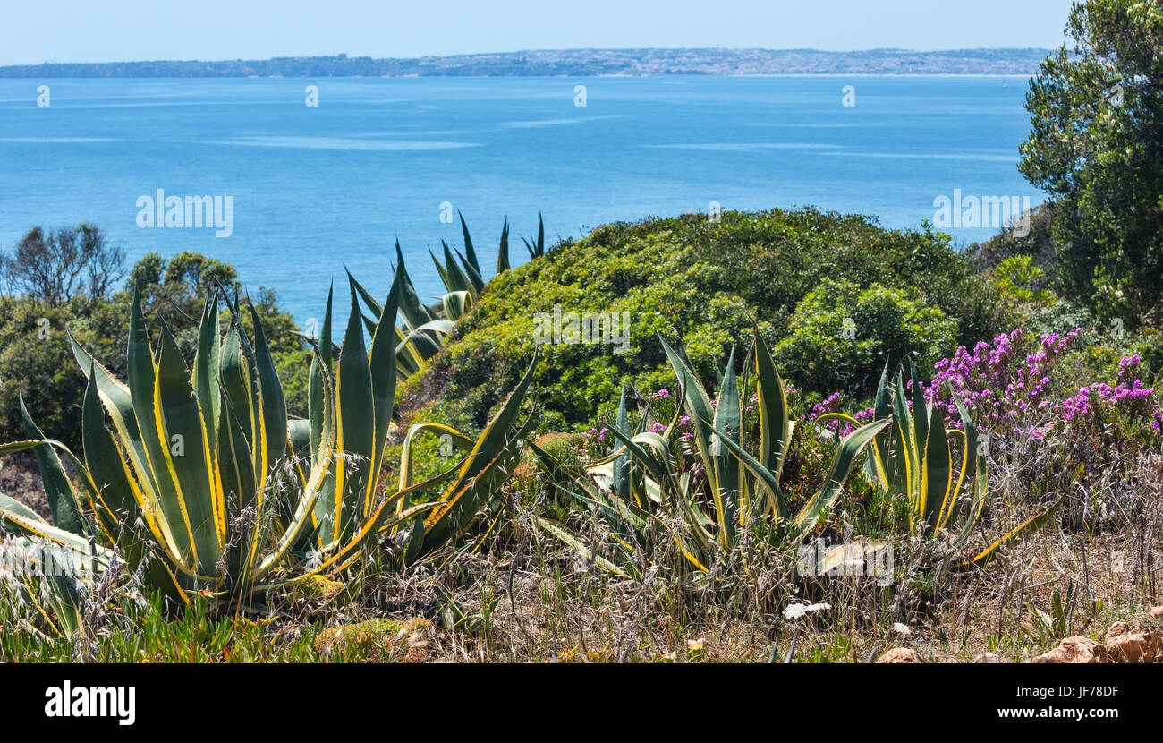 Agave plant and purple flowers Stock Photo - Alamy
