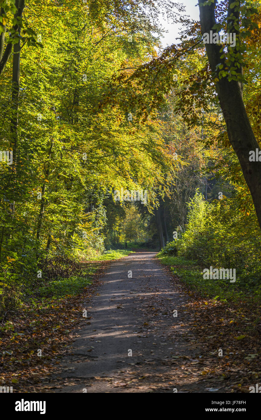 Forest road in golden autumn with sunshine Stock Photo - Alamy