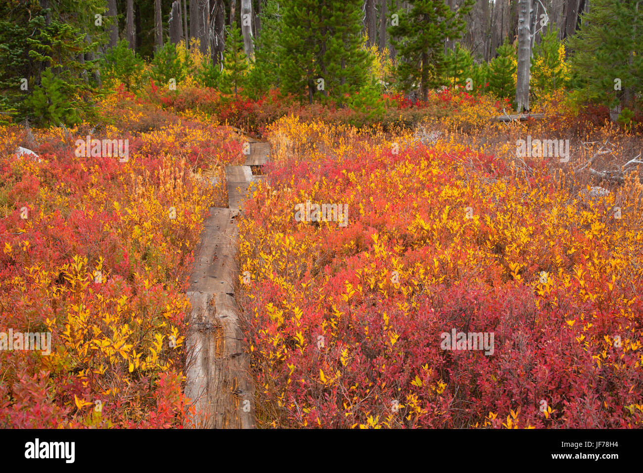 Monon Lake Trail in autumn, Ollalie Lake Scenic Area, Mt Hood National ...