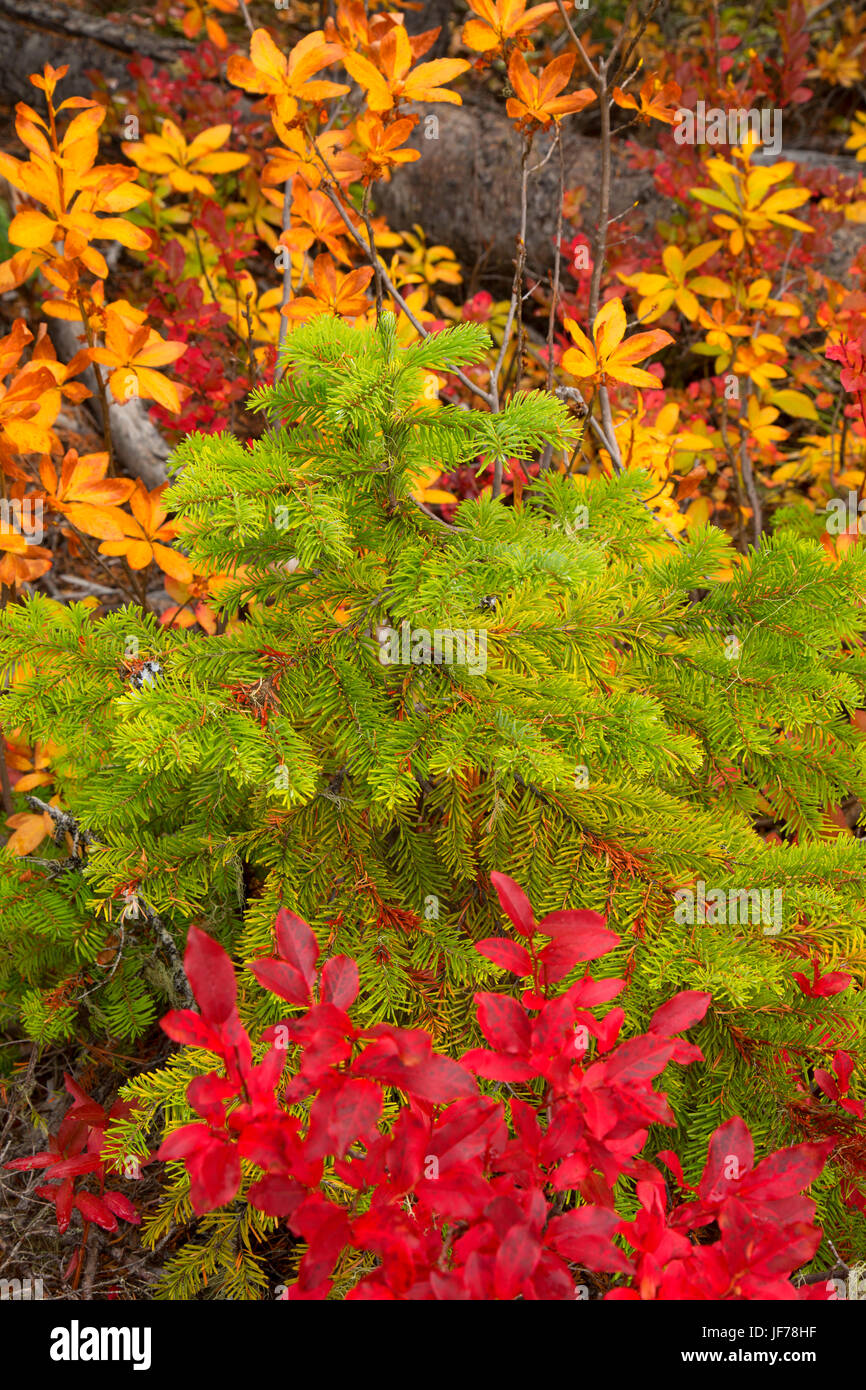Young fir along Monon Lake Trail in autumn, Ollalie Lake Scenic Area ...