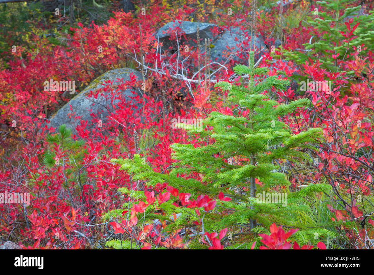 Young fir along Monon Lake Trail in autumn, Ollalie Lake Scenic Area ...