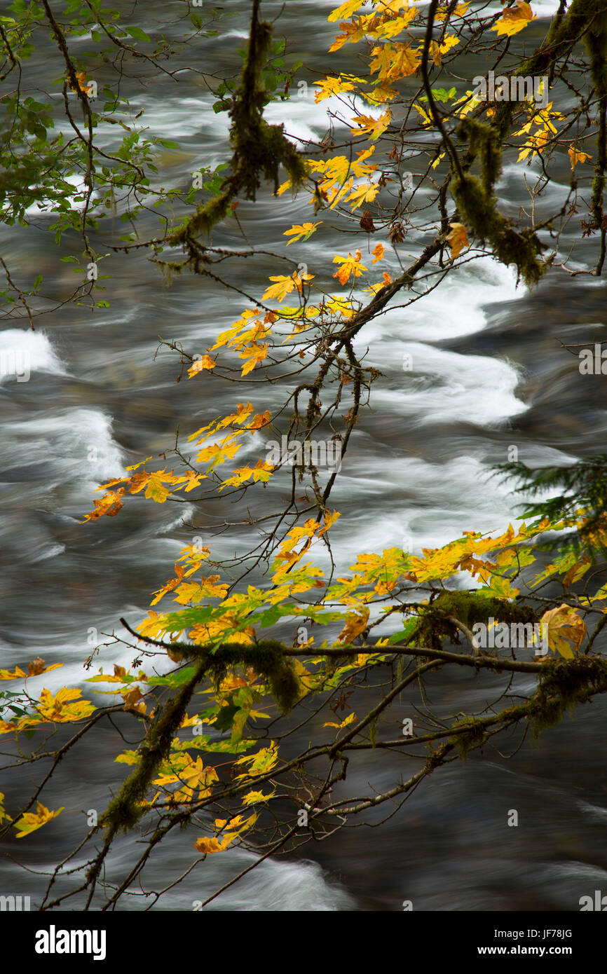 Clackamas Wild and Scenic River along Clackamas River Trail, West ...