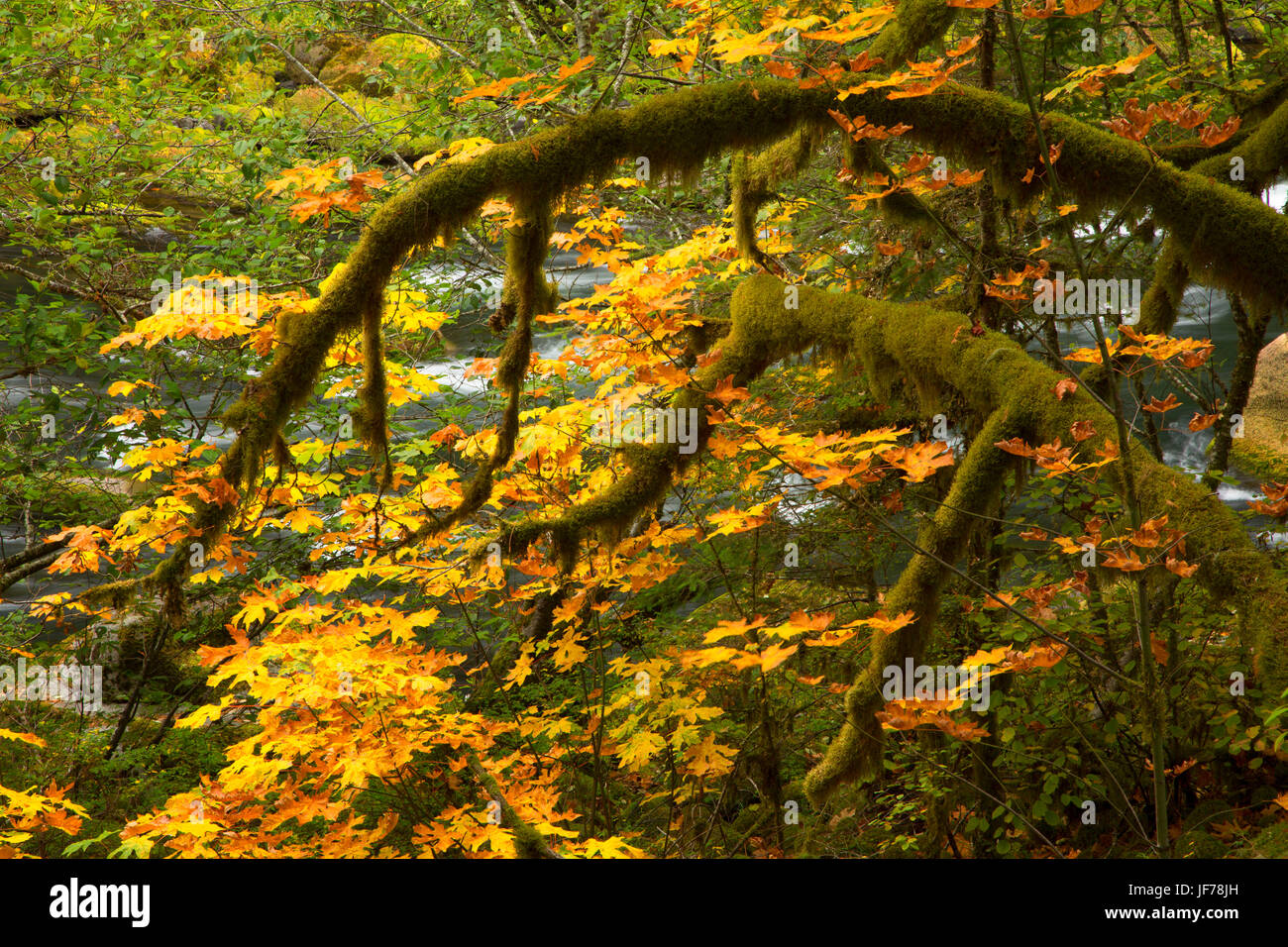 Bigleaf maple along Clackamas Wild and Scenic River at Roaring River ...