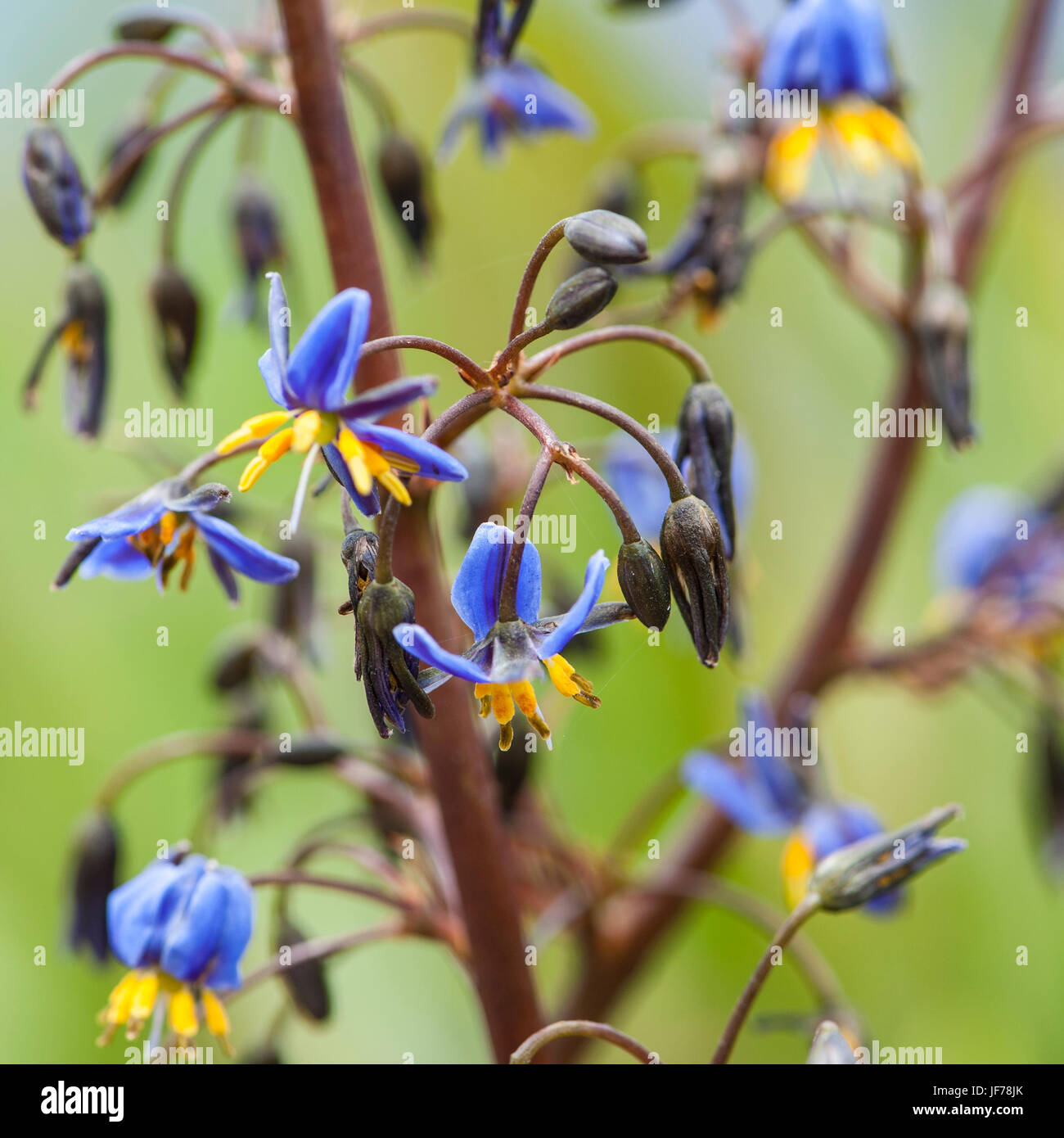 Victorian wildflowers hi-res stock photography and images - Alamy