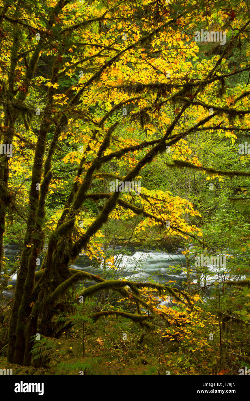 Bigleaf maple along Clackamas Wild and Scenic River at Roaring River ...