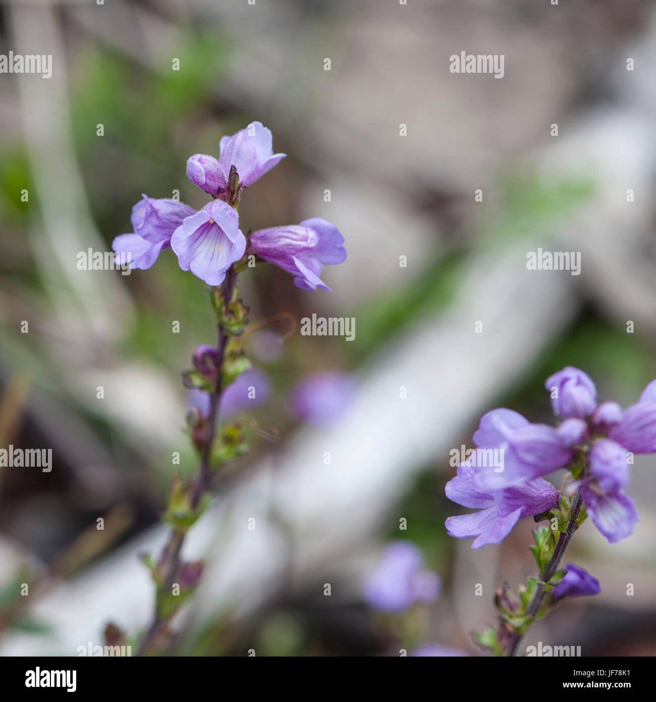 Victorian wildflowers hi-res stock photography and images - Alamy