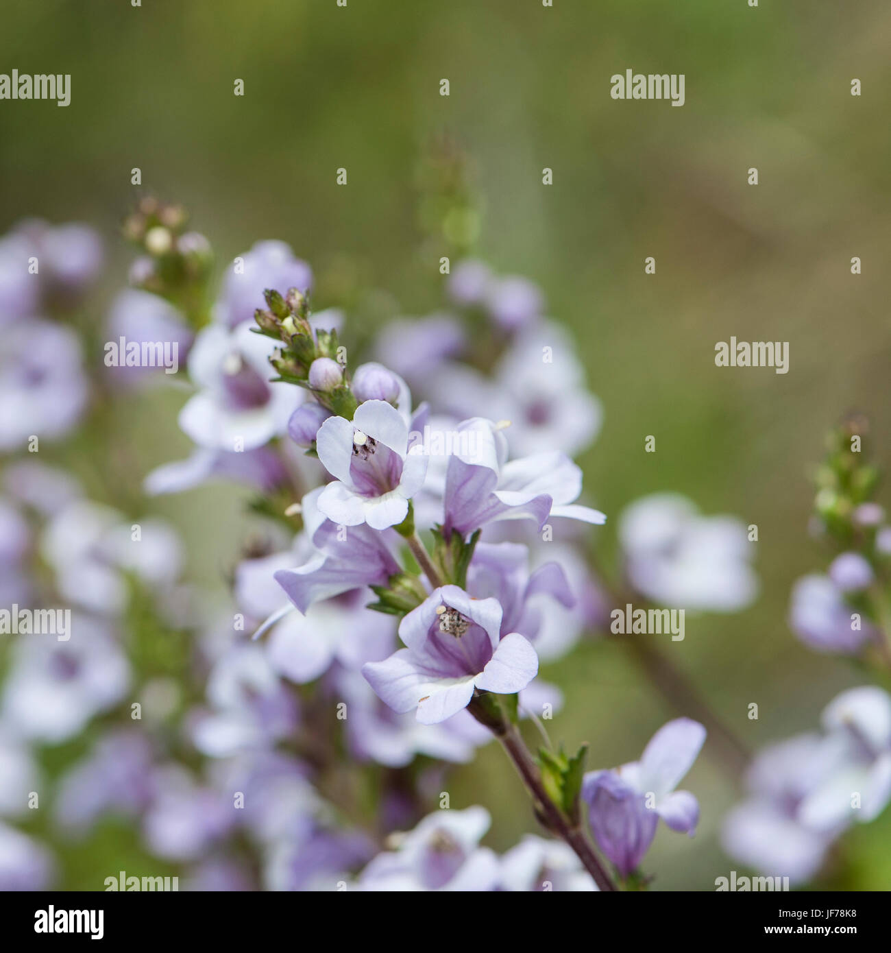 Victorian wildflowers hi-res stock photography and images - Alamy