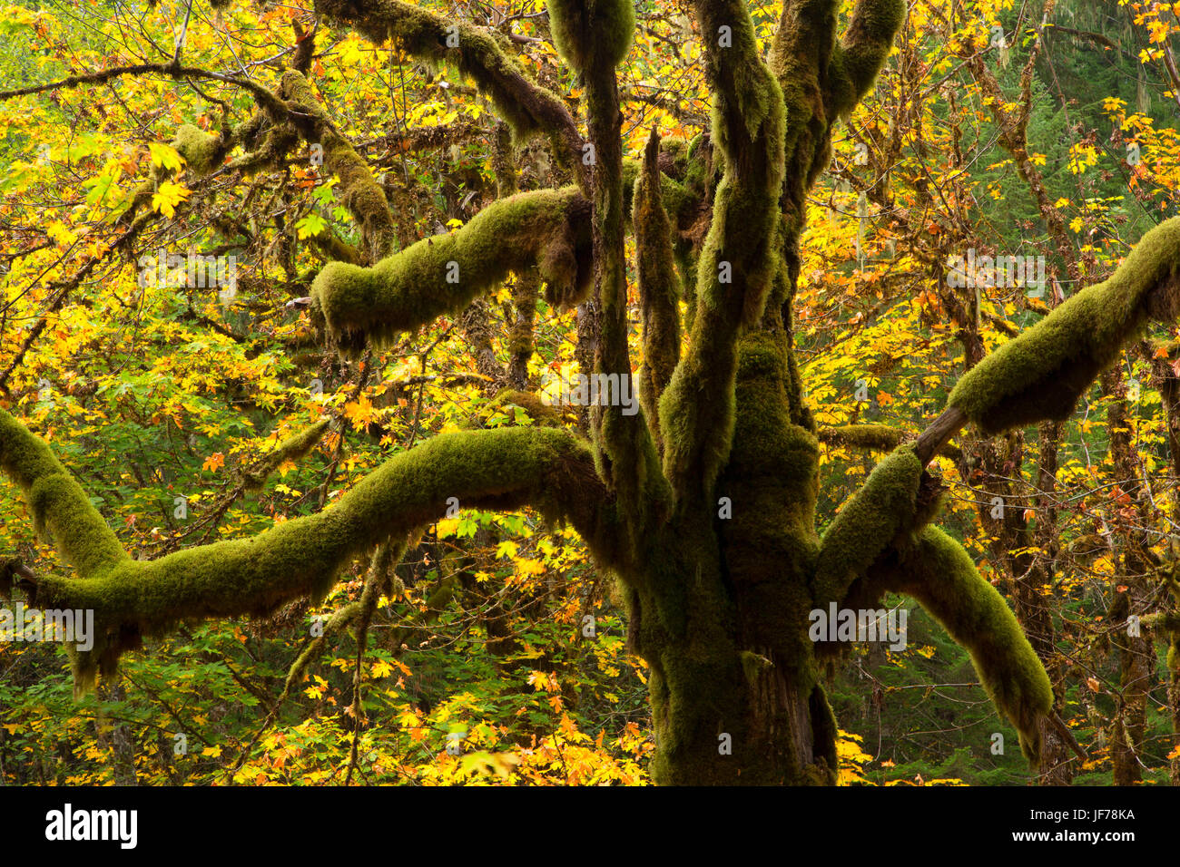 Bigleaf maple (Acer macrophyllum), Clackamas Wild and Scenic River ...