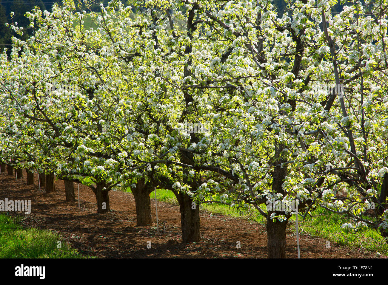 Pear orchard hi-res stock photography and images - Alamy