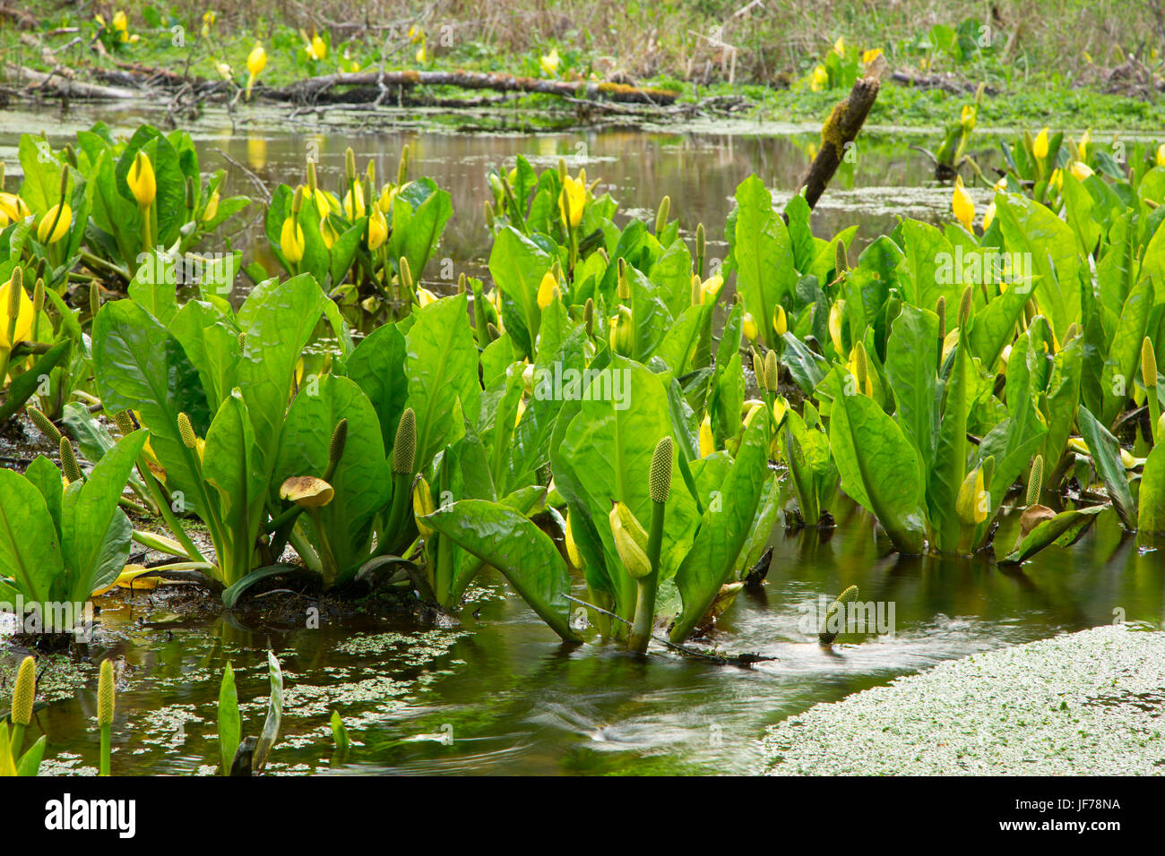 Skunk cabbage along Wetlands Trail, Wildwood Recreation Site, Salem ...